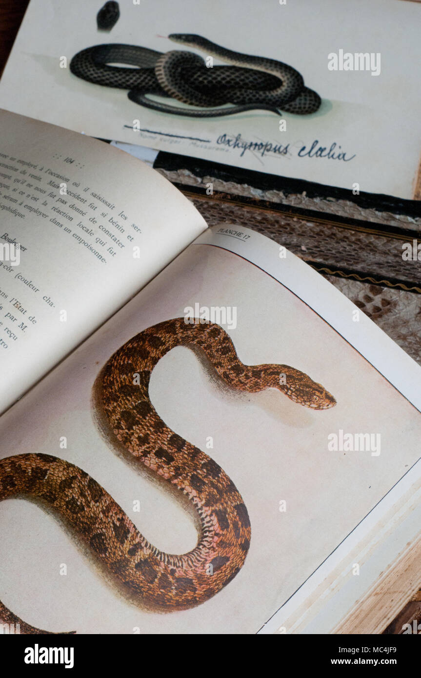 Ancient draw of historical books in Butantan's library Stock Photo - Alamy