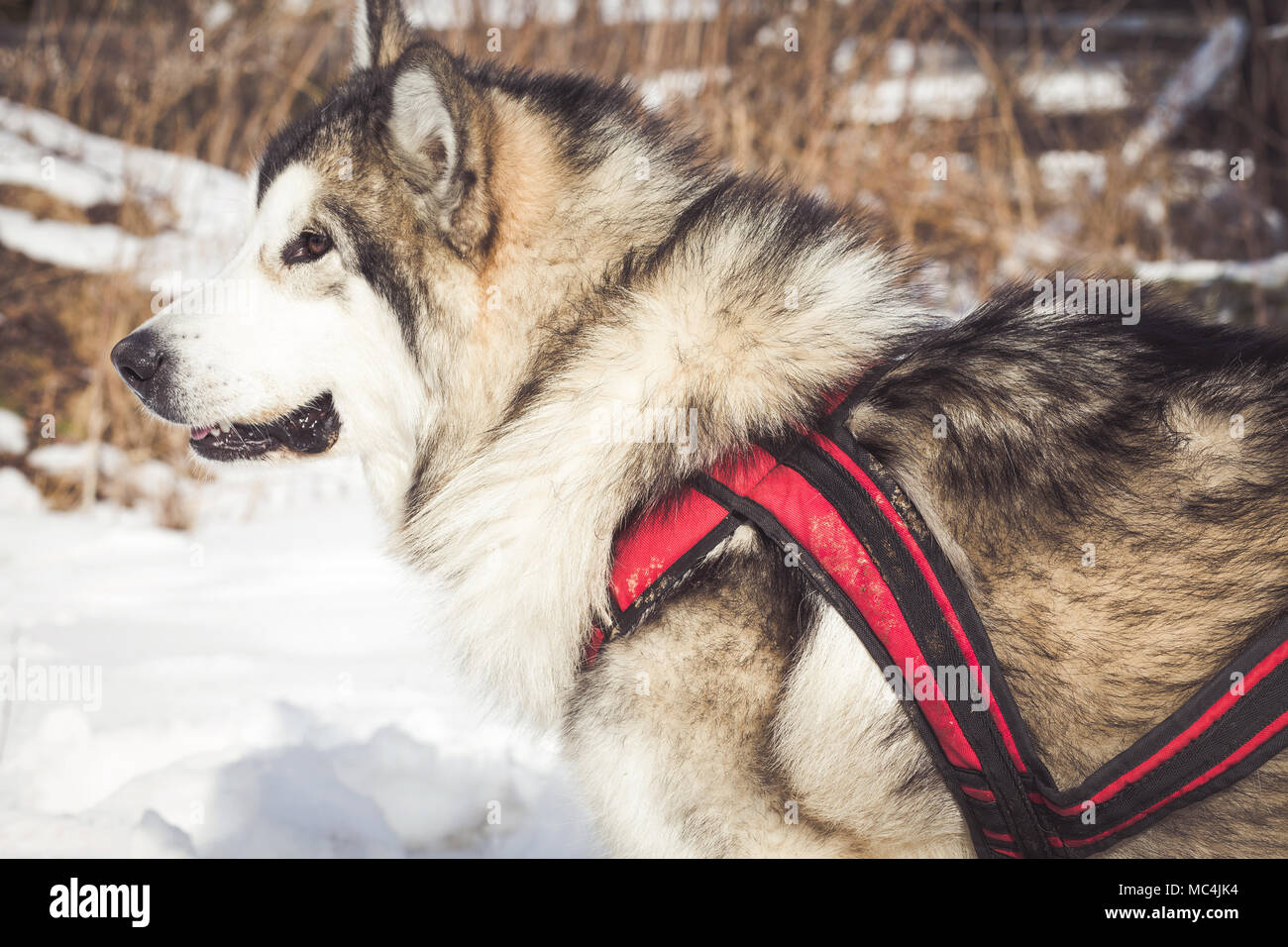 Siberian husky portrait in winter Stock Photo - Alamy