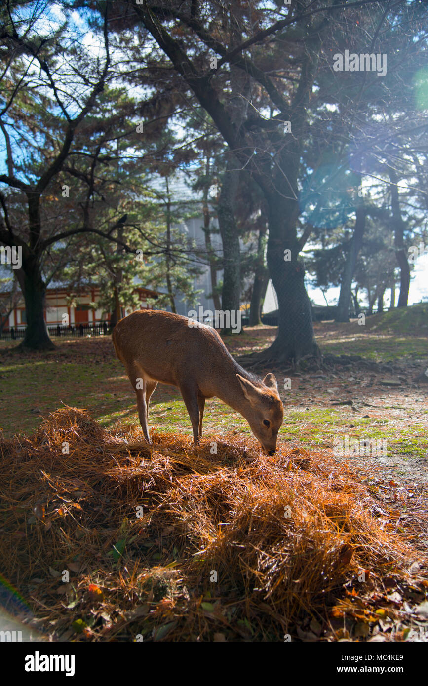 Most beautiful crackers photography hi-res stock photography and images ...