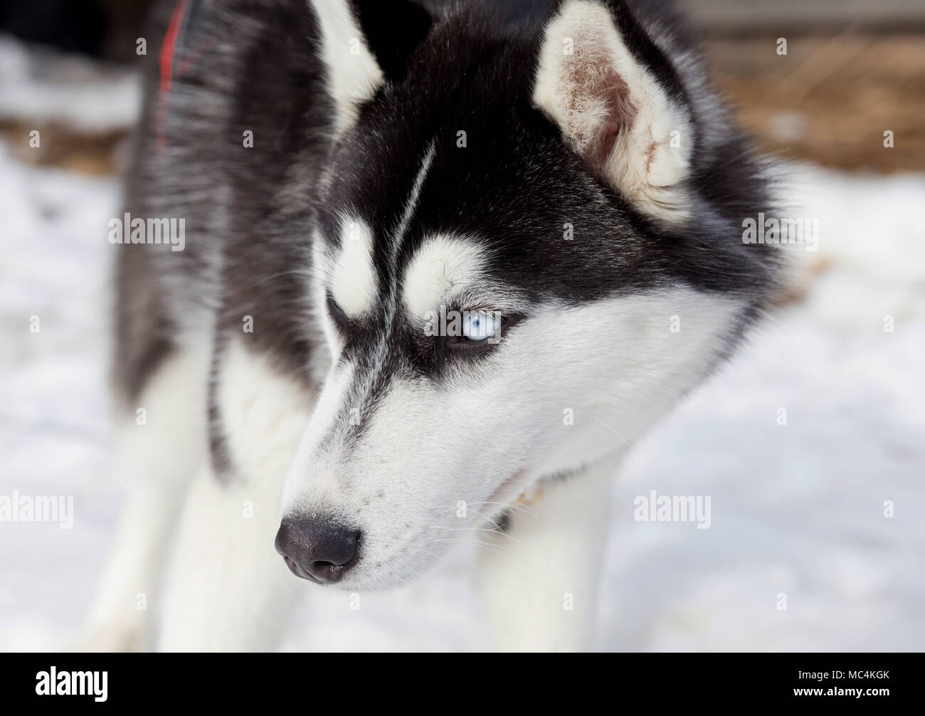 Siberian husky portrait in winter Stock Photo - Alamy