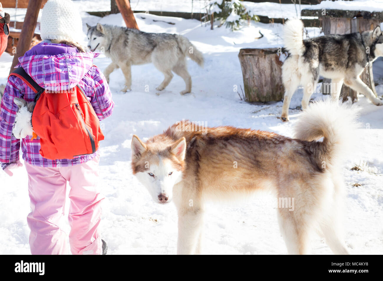 Siberian husky portrait in winter Stock Photo - Alamy