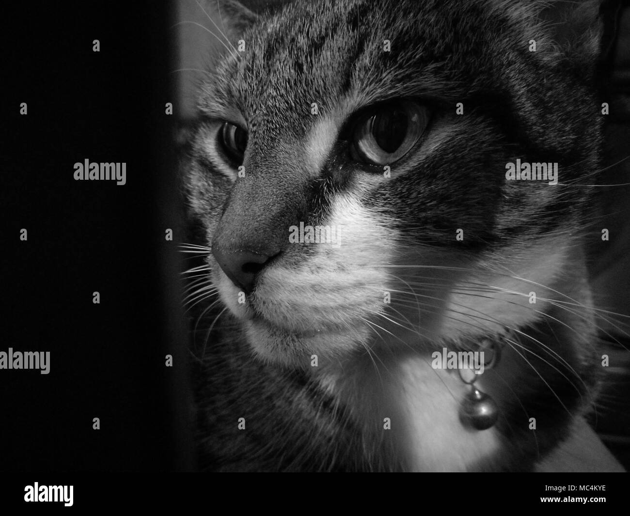 Cute calm mysterious cat look right Stock Photo - Alamy