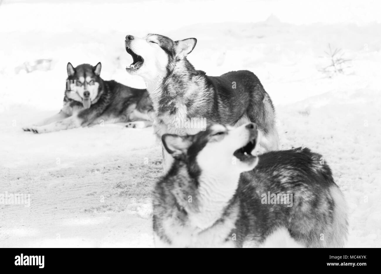 Siberian husky portrait in winter Stock Photo - Alamy