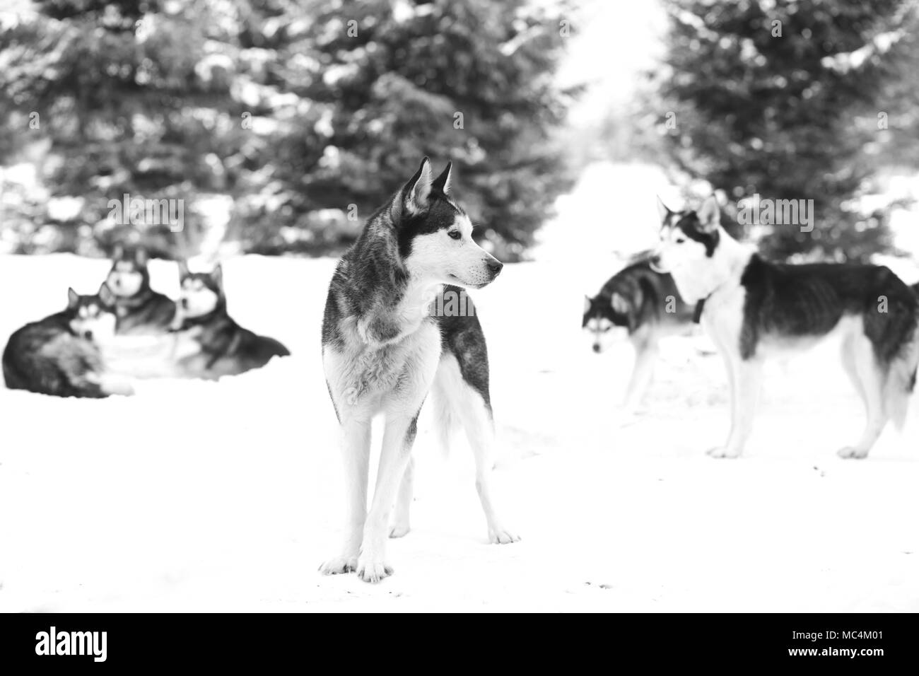 Siberian husky portrait in winter Stock Photo - Alamy