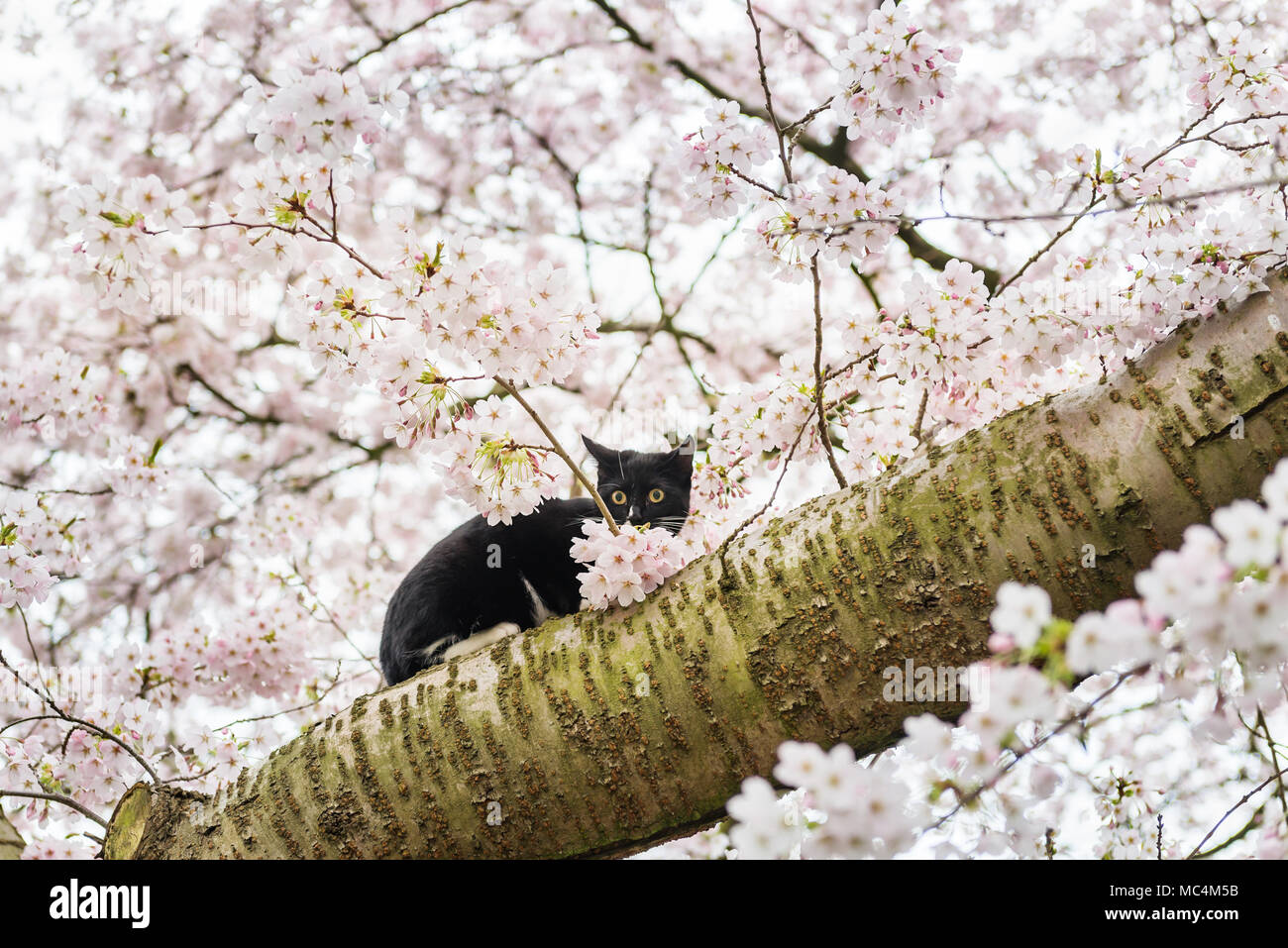 Cat cherry blossom hi-res stock photography and images - Alamy