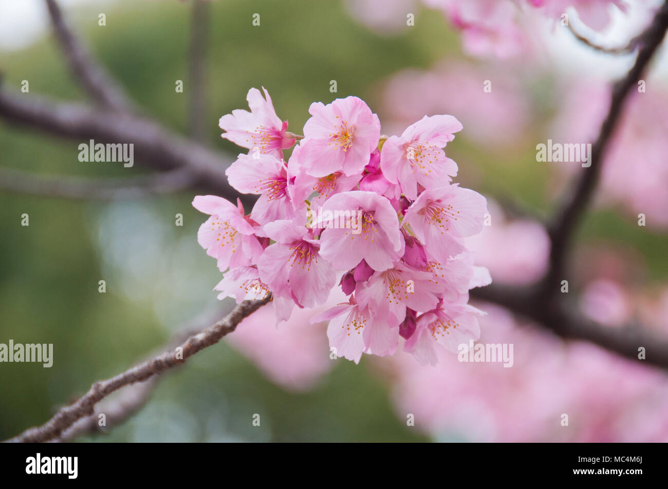 Pink cherry blossom sakura hi-res stock photography and images - Alamy