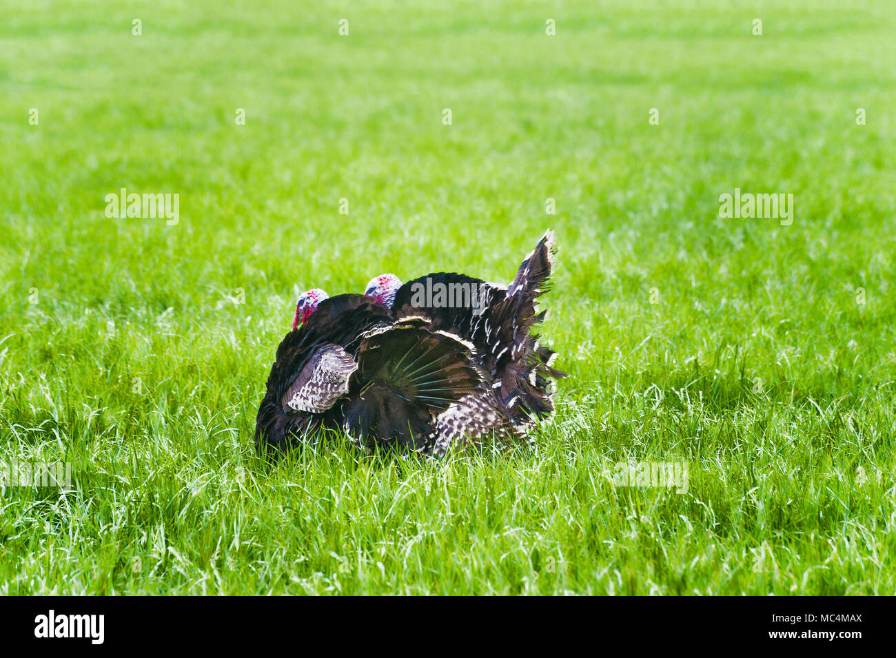Two toms strutting hi-res stock photography and images - Alamy