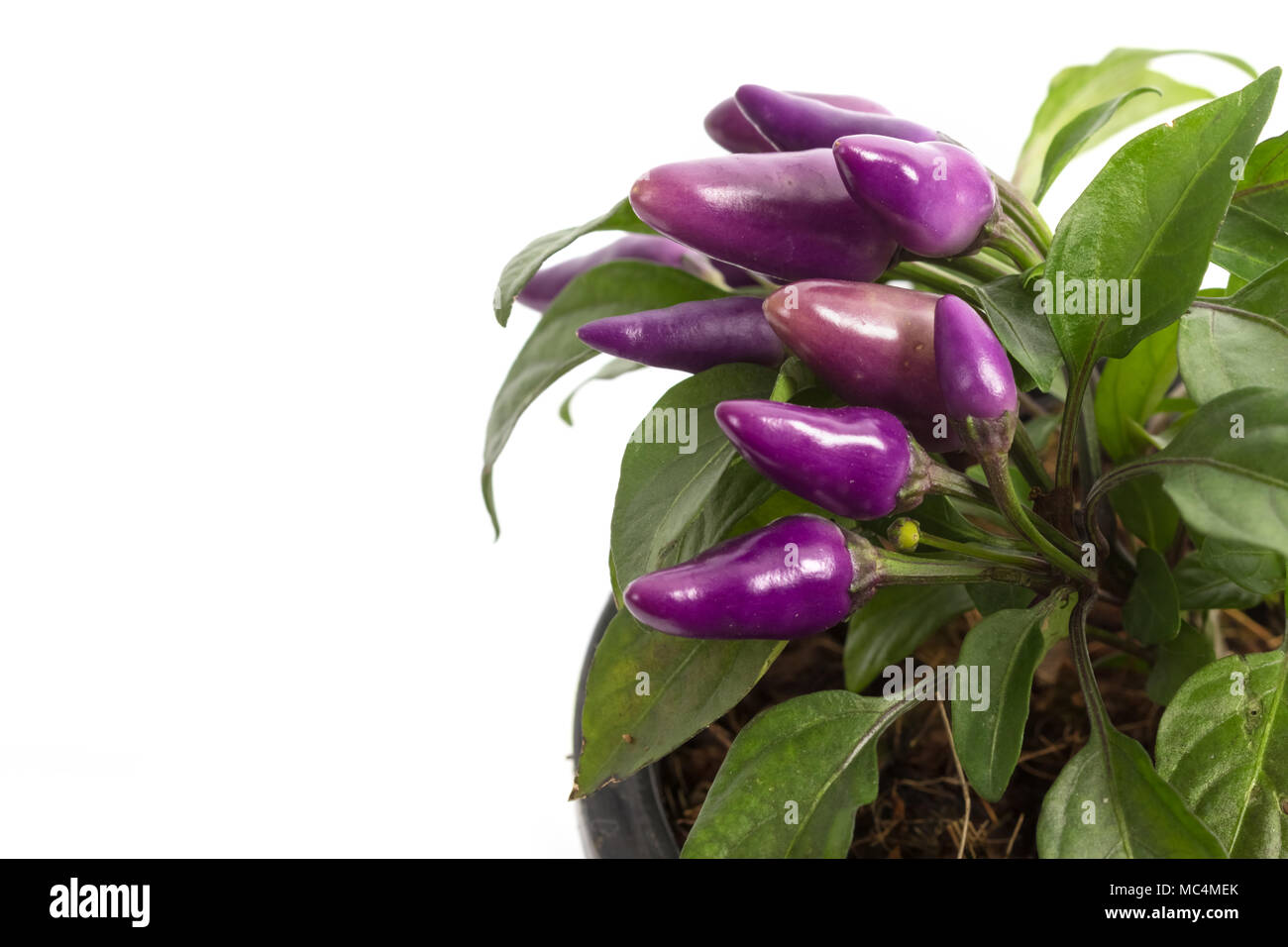 Ornamental purple pepper plant hi-res stock photography and images - Alamy