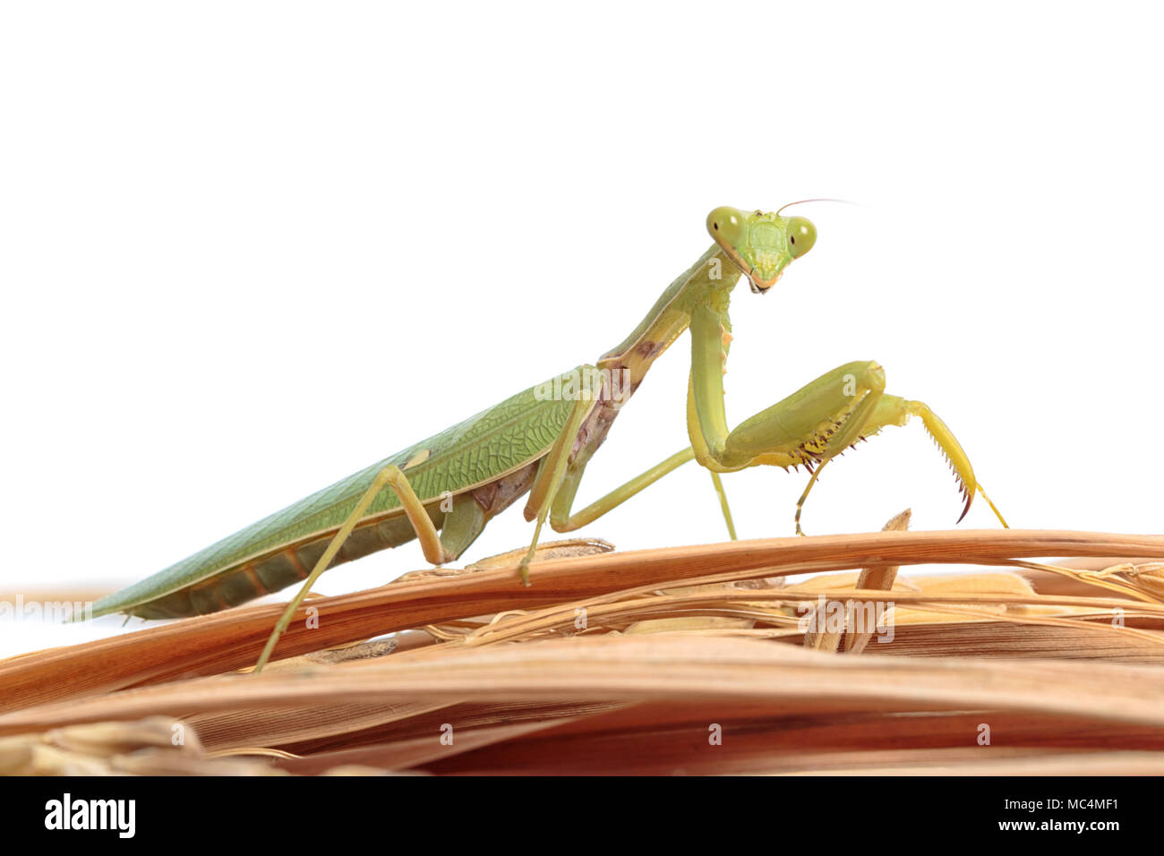 Mantis on white background Stock Photo - Alamy