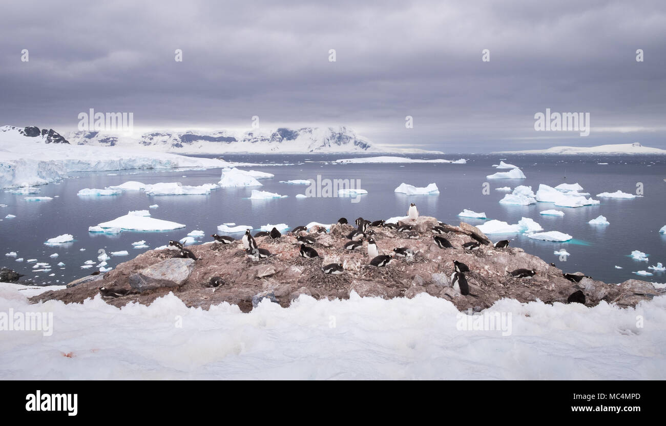 Penguin nesting on iceberg hi-res stock photography and images - Alamy