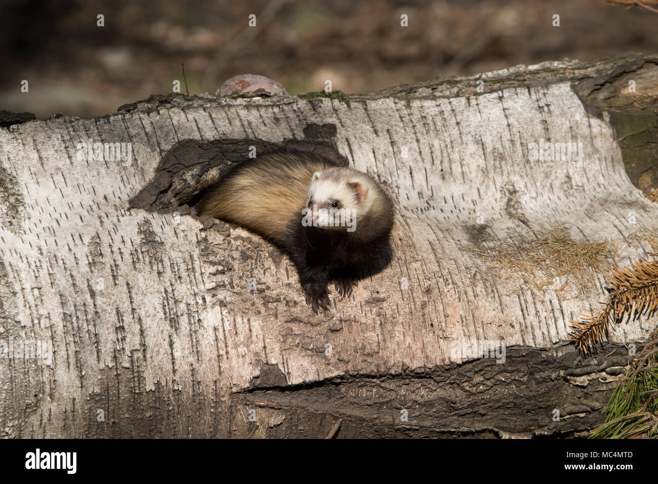 European Polecat, Iller (Mustela putorius Stock Photo - Alamy