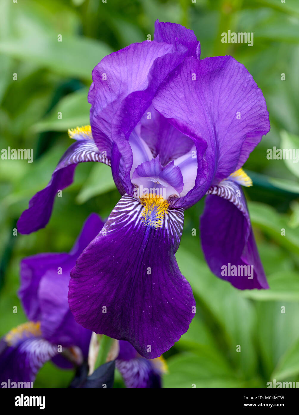 Iris Germanica Stock Photos & Iris Germanica Stock Images - Alamy