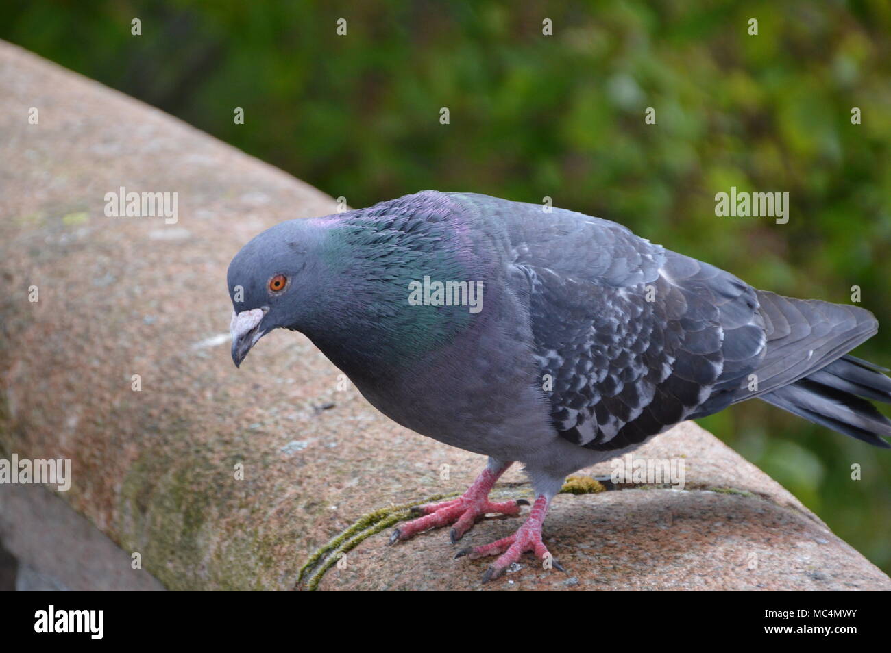 Gorgeous Pigeon High Resolution Stock Photography and Images - Alamy