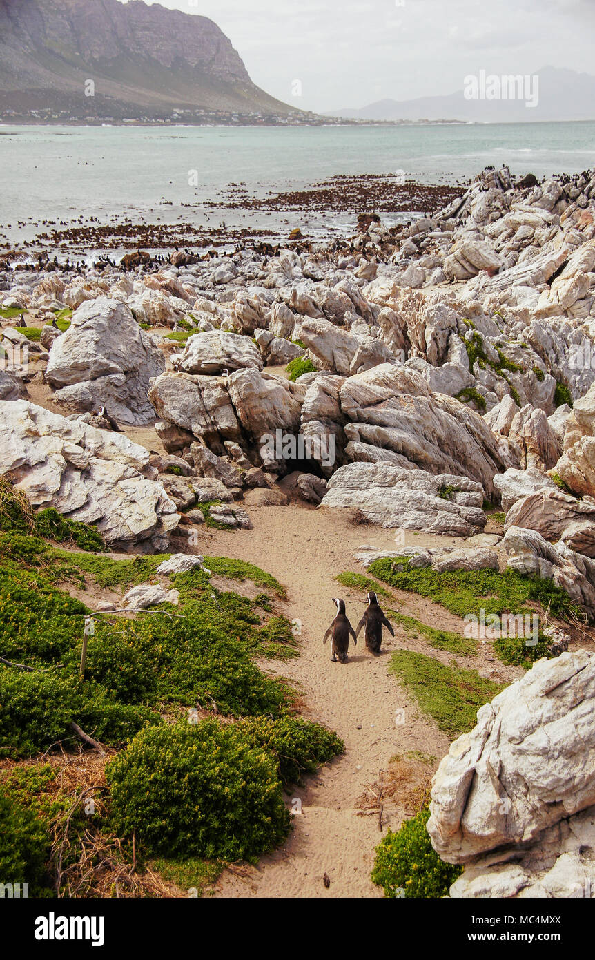 African penguin couple together hi-res stock photography and images - Alamy