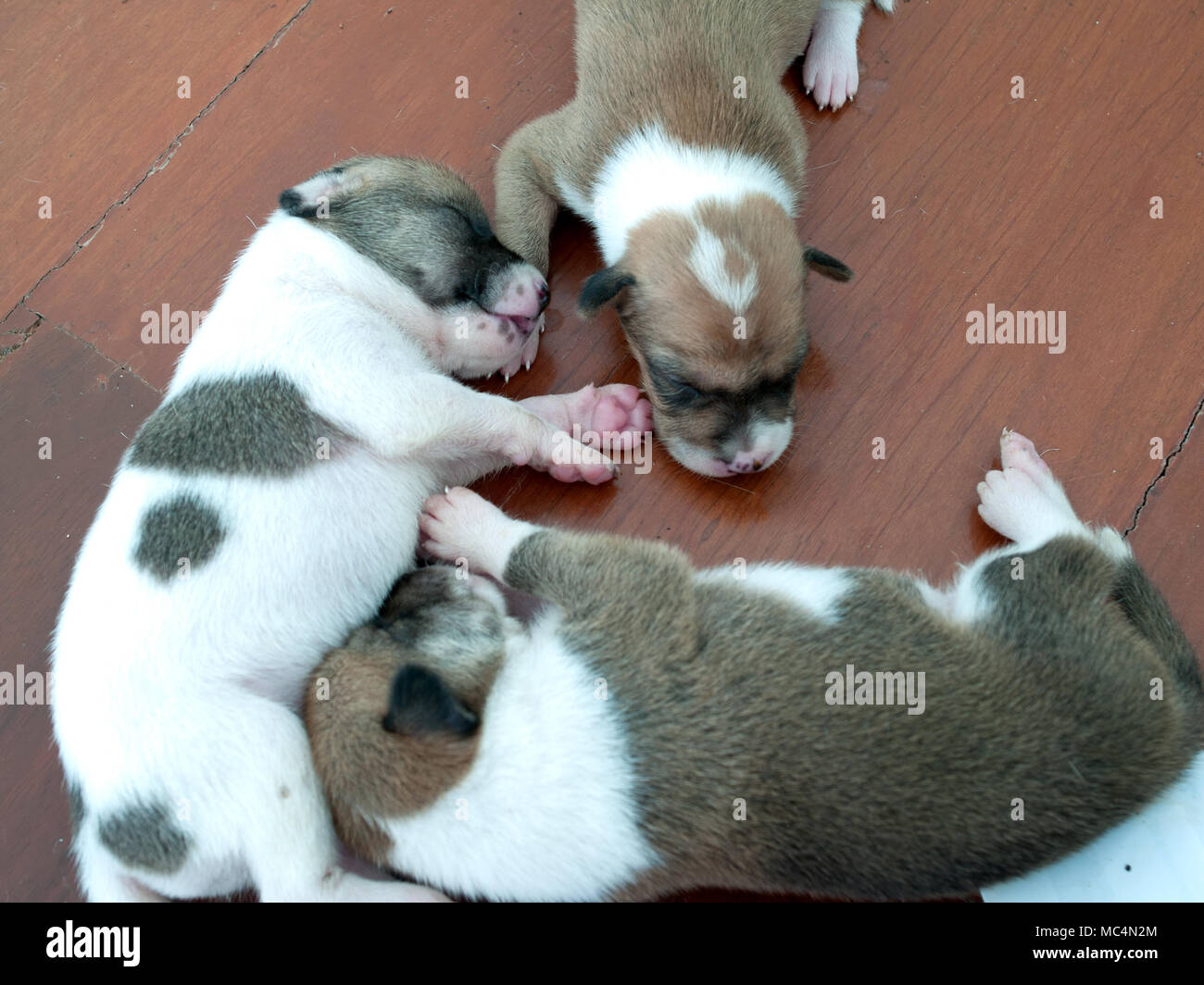 Interbreed with domestic dogs hi-res stock photography and images - Alamy