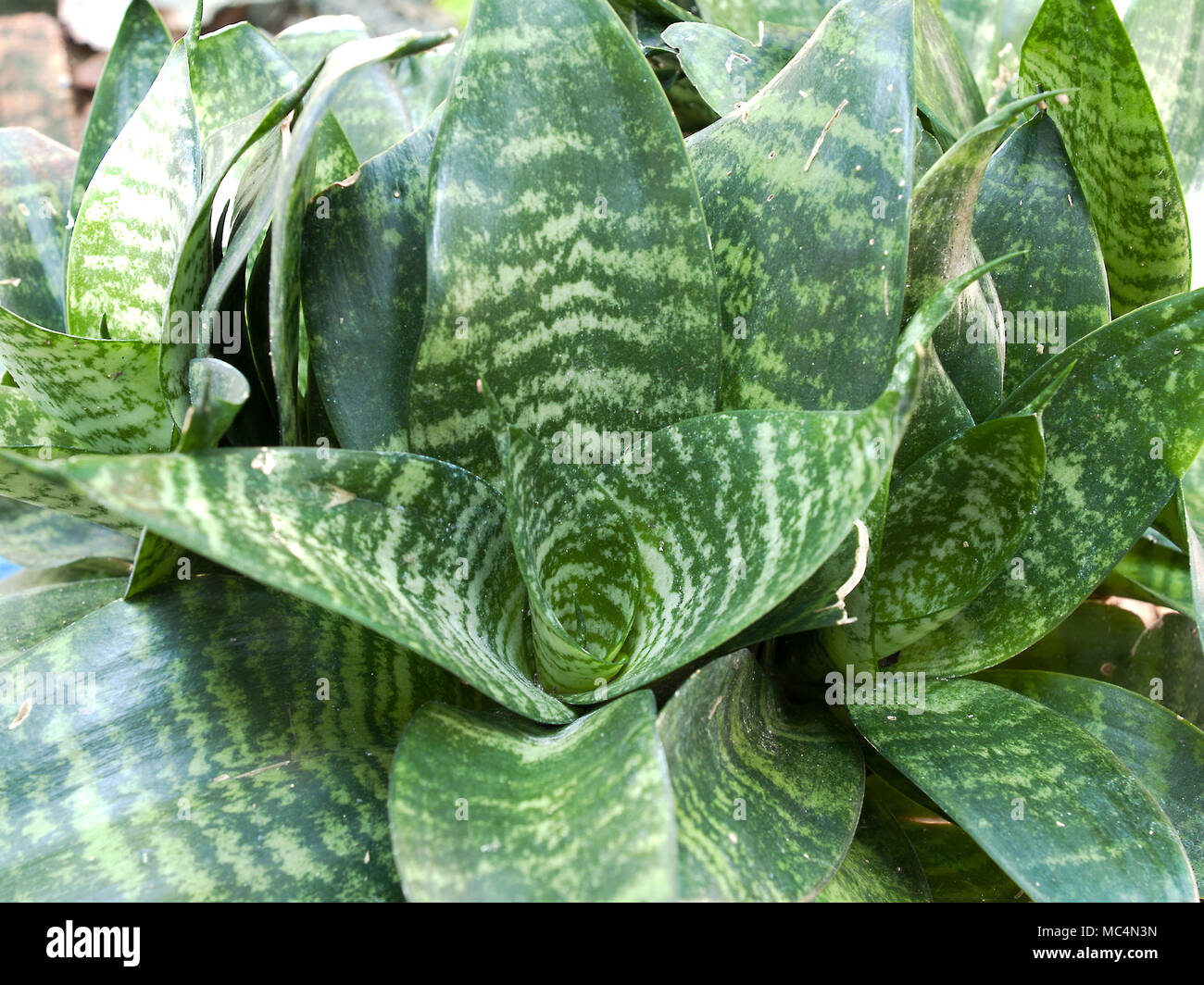Sansevieria trifasciata ,a plant Rhizome with dark green leaves are ...