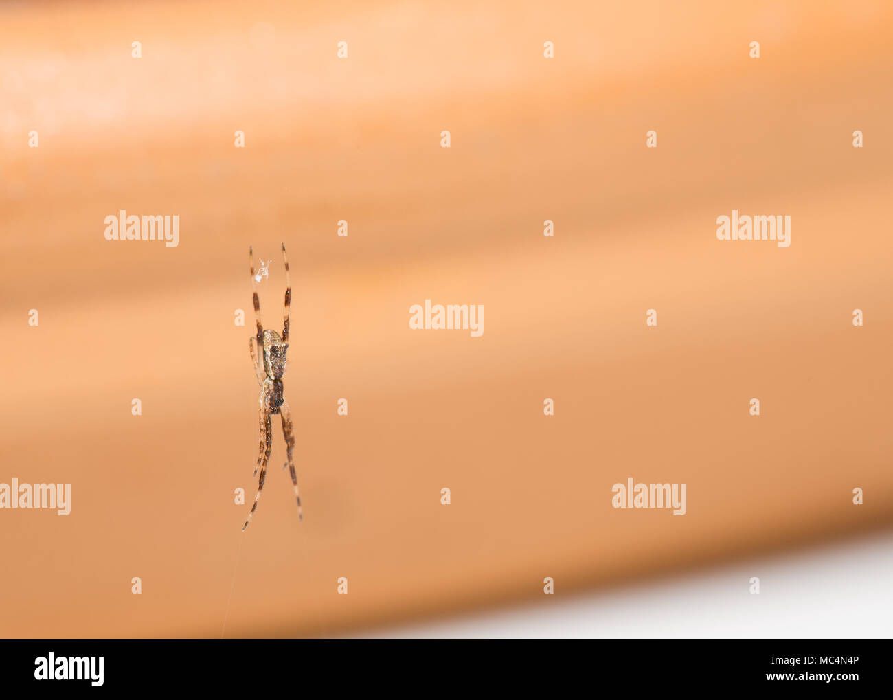 Mottled tangle-web spider Stock Photo - Alamy