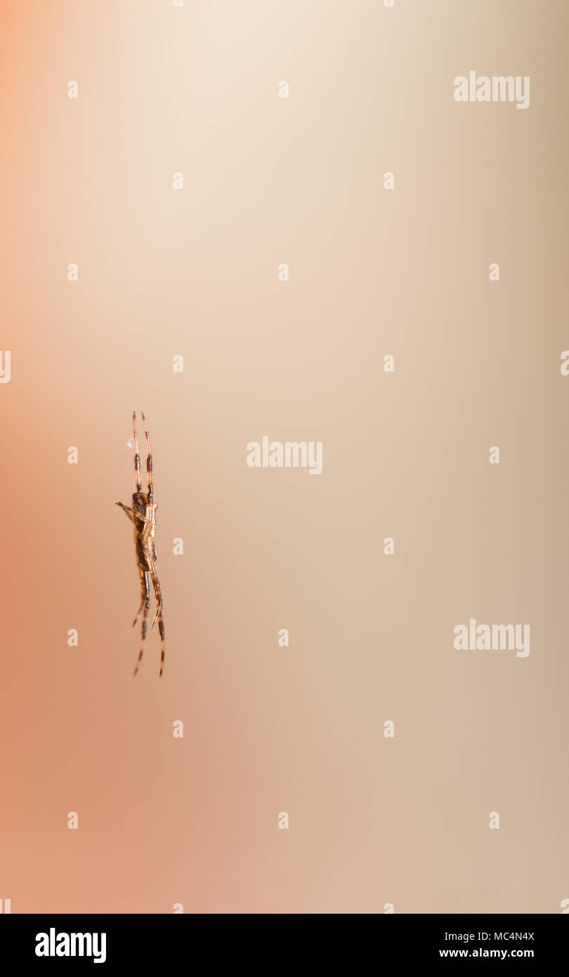 Tangleweb spider hi-res stock photography and images - Alamy