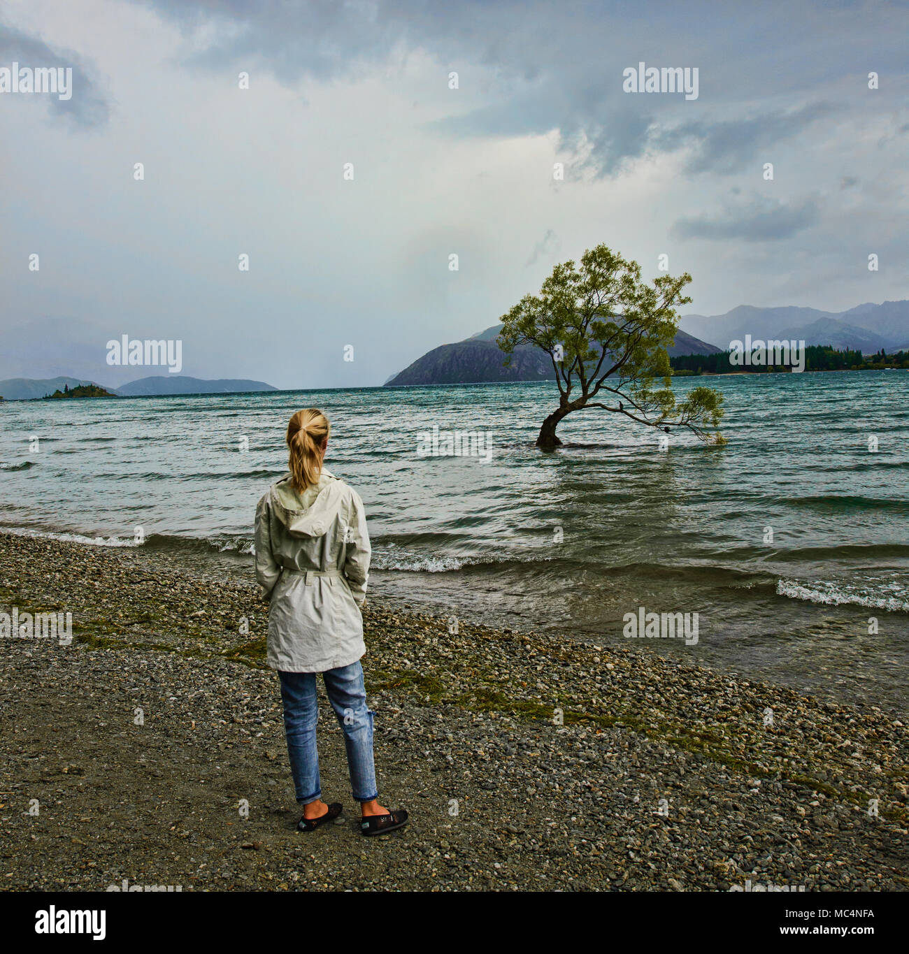 The famed Wanaka Tree, Lake Wanaka, New Zealand Stock Photo - Alamy