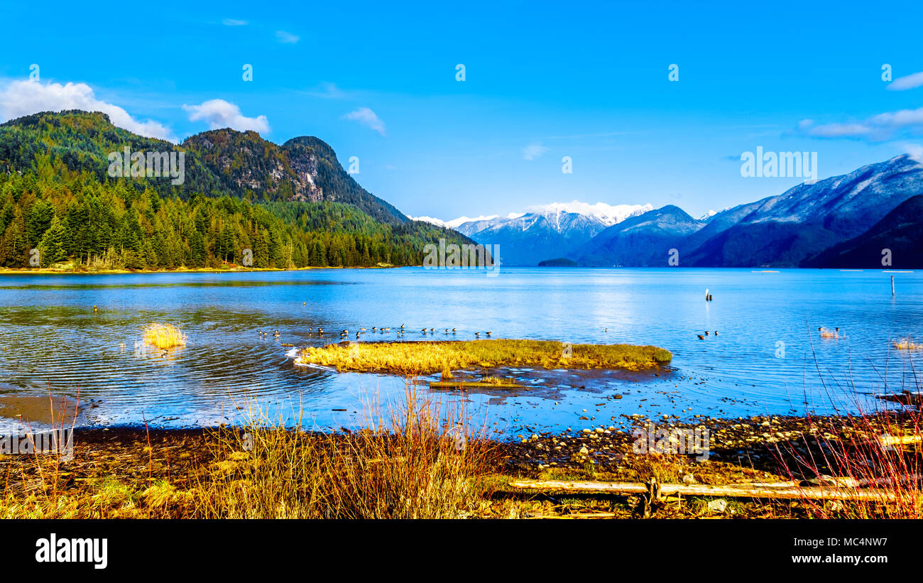 Pitt Lake with the Snow Capped Peaks of the Golden Ears, Tingle Peak ...