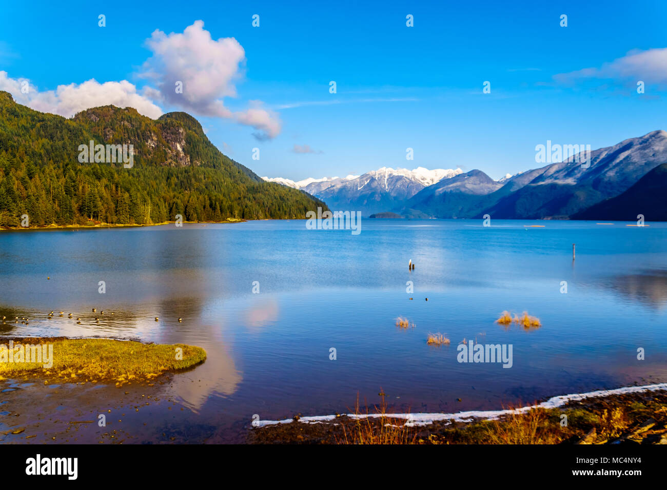 Pitt Lake with the Snow Capped Peaks of the Golden Ears, Tingle Peak ...