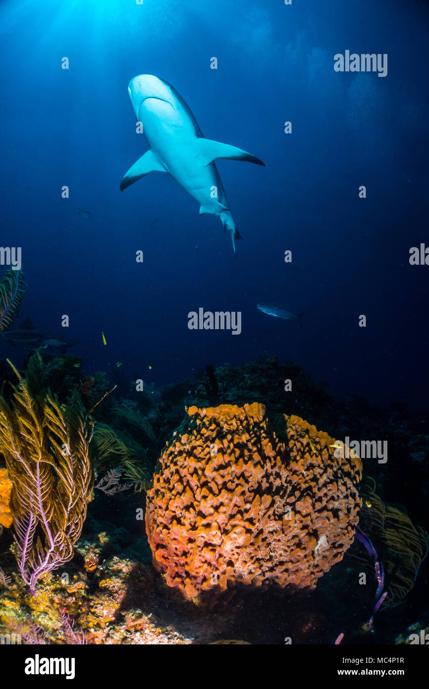Two Caribbean Reef Sharks High Resolution Stock Photography and Images ...