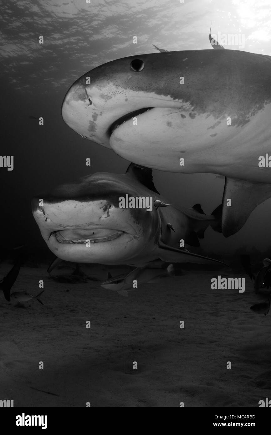 two tiger sharks around Bahamas in Tiger Beach Stock Photo - Alamy