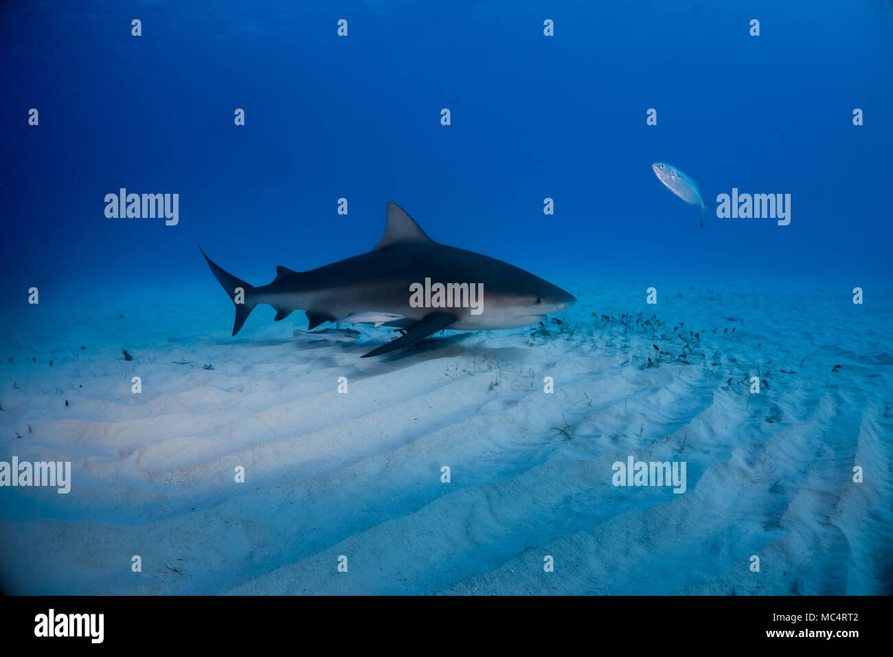 Bull shark around the Bahamas in Bimini Stock Photo - Alamy