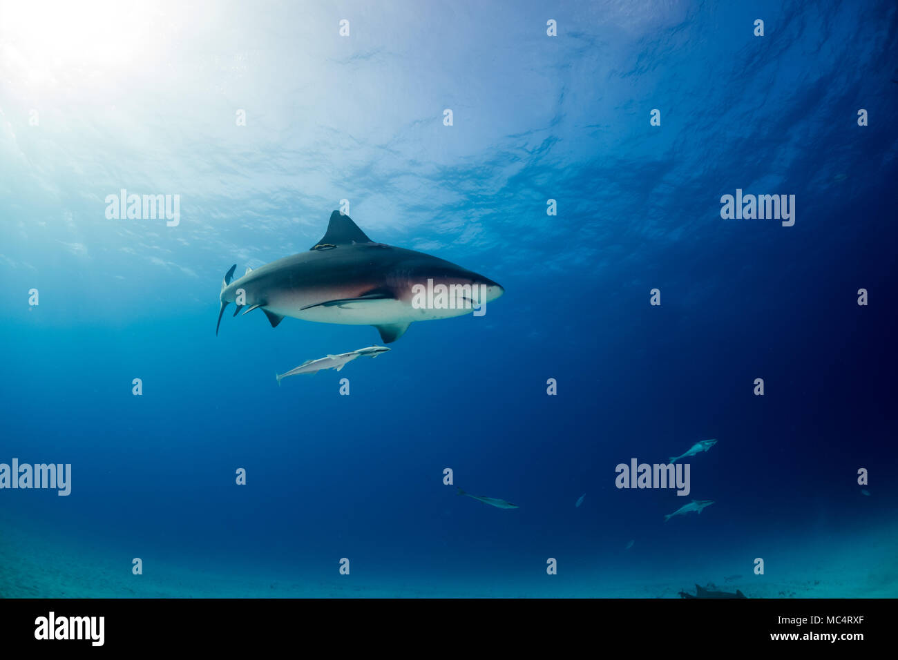 Bull shark bimini bahamas hi-res stock photography and images - Alamy