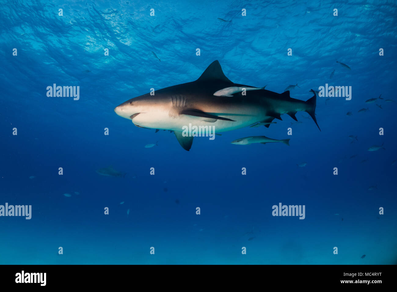 Bullshark hi-res stock photography and images - Alamy