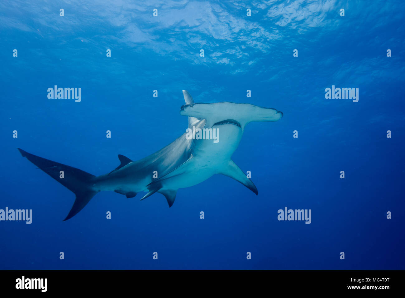 Hammer head shark hi-res stock photography and images - Alamy