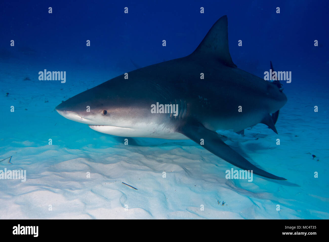 Bull shark hi-res stock photography and images - Alamy