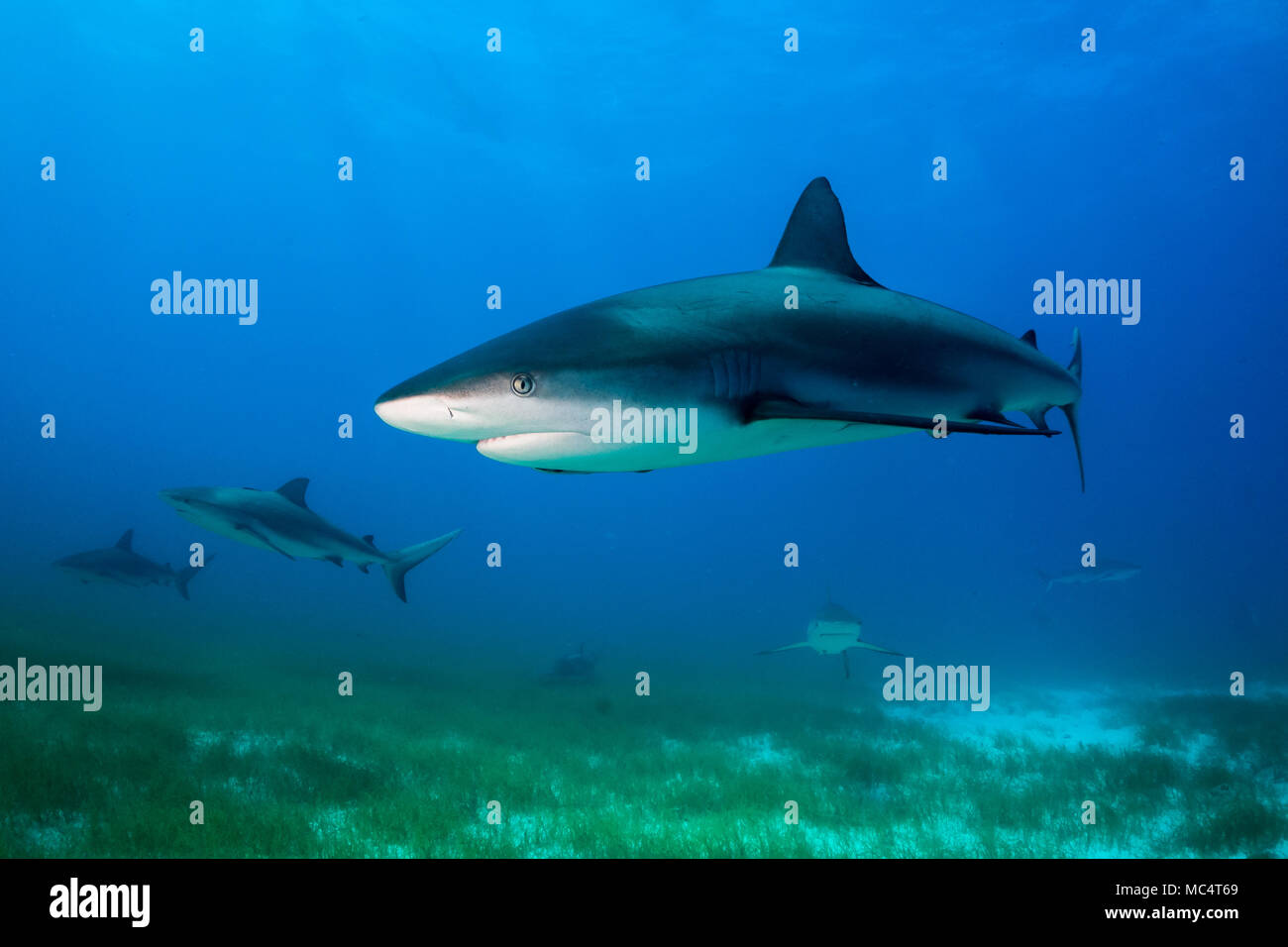 Tiger beach shark tour hi-res stock photography and images - Alamy