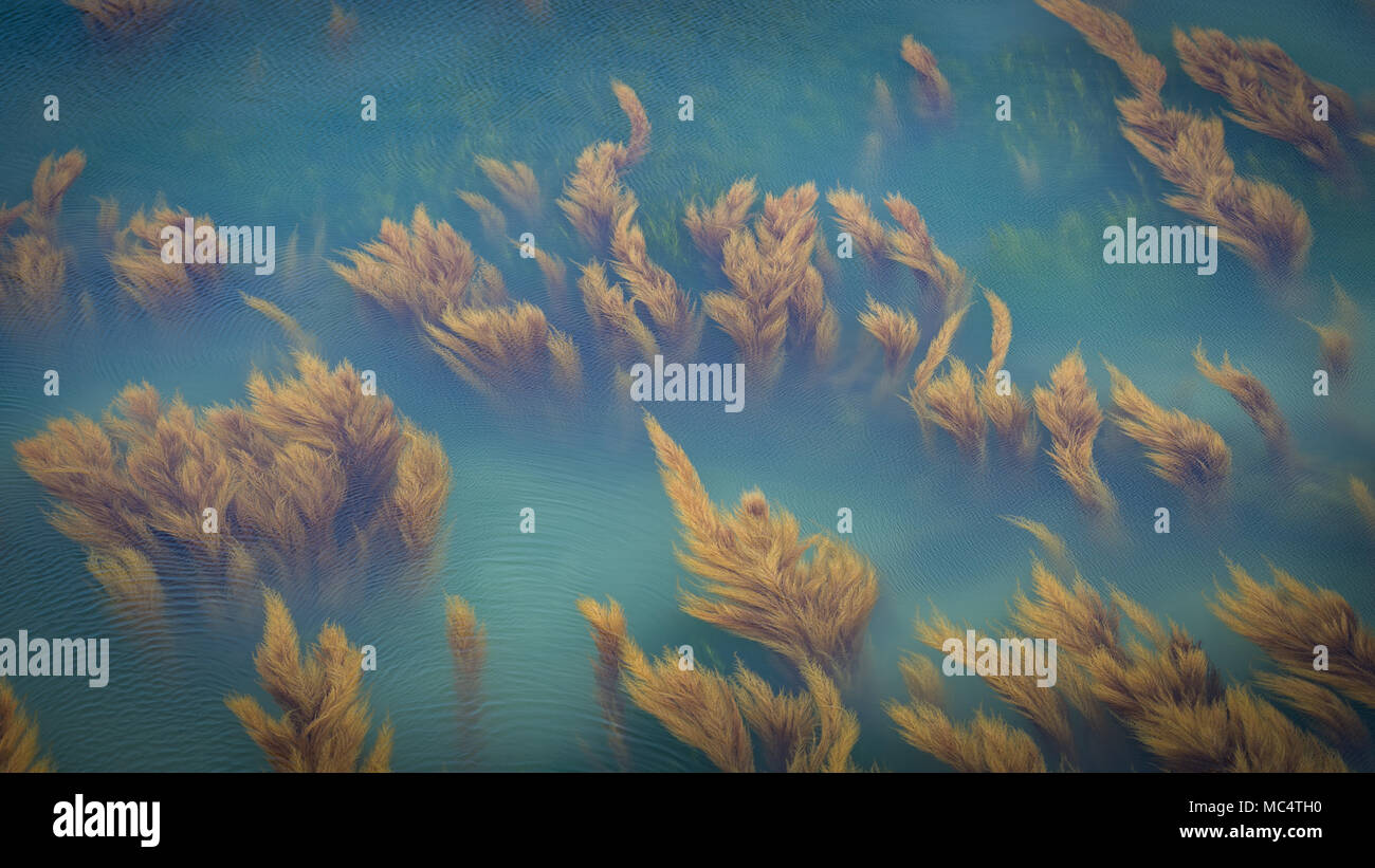 Kelp Seaweed Beds High Resolution Stock Photography and Images - Alamy