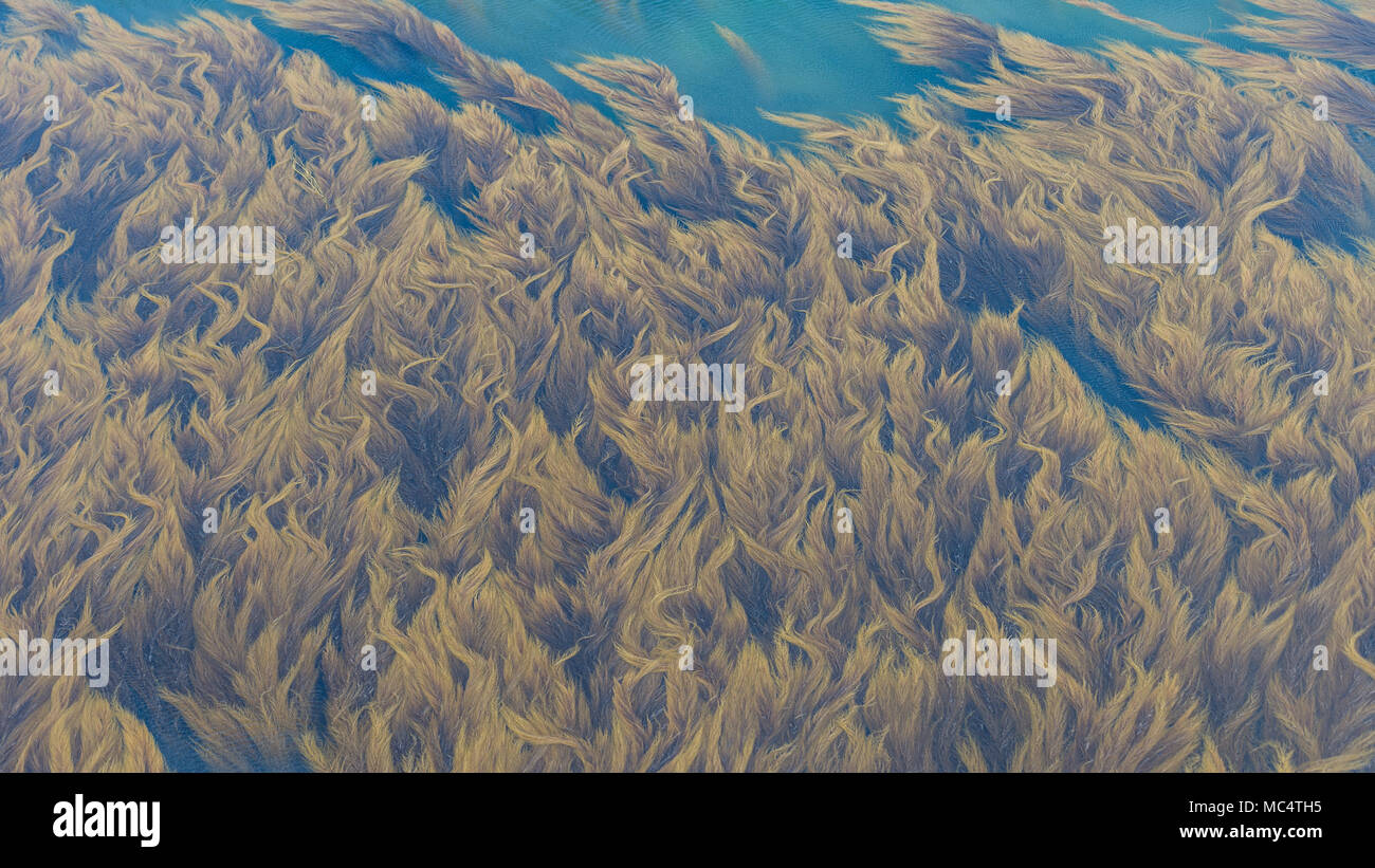 Seaweed Beds in Stunning Blue Water Stock Photo - Alamy