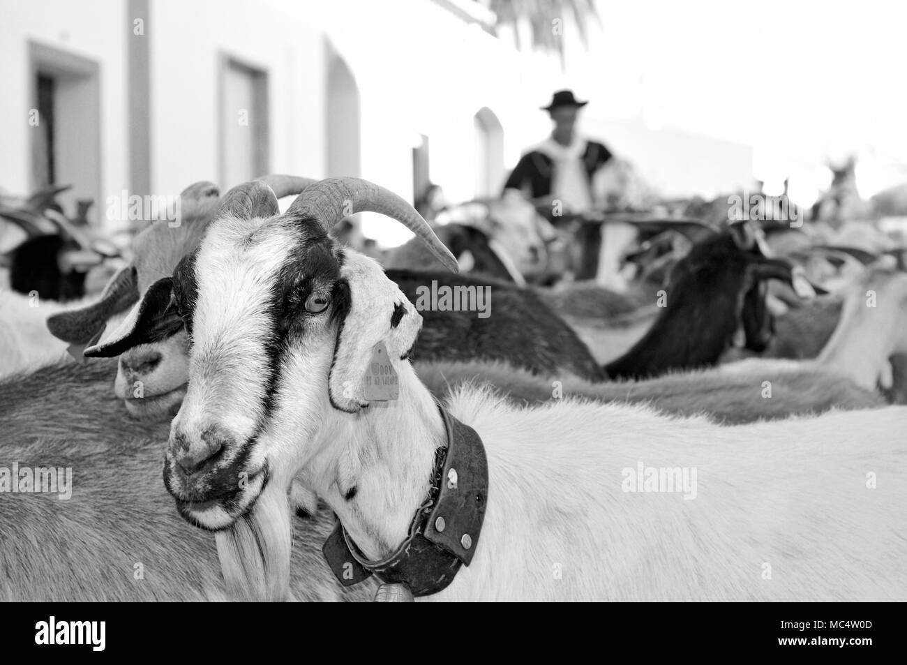 Goat herder portugal hi-res stock photography and images - Alamy