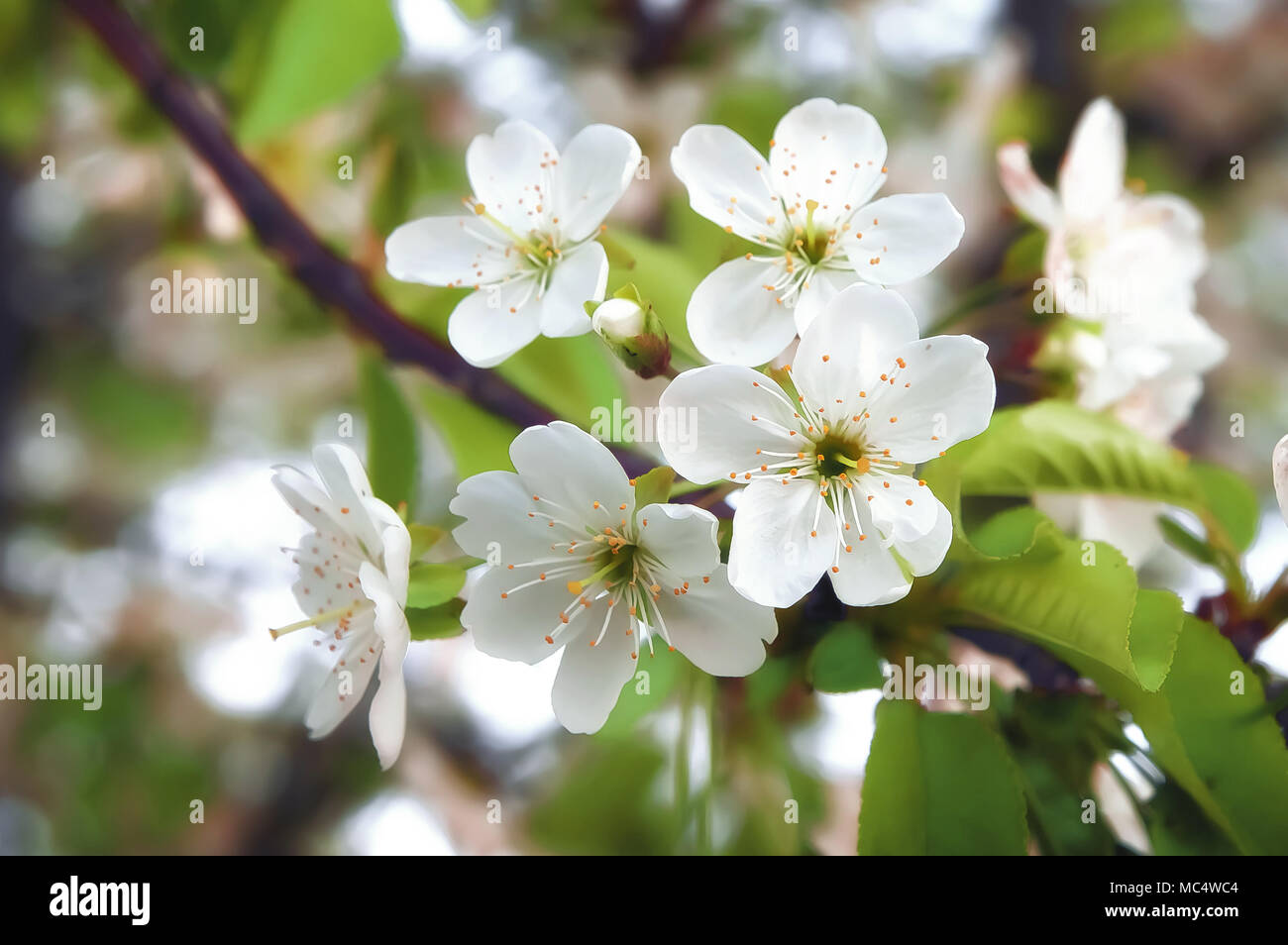 Composition blooming sakura branch hi-res stock photography and images ...