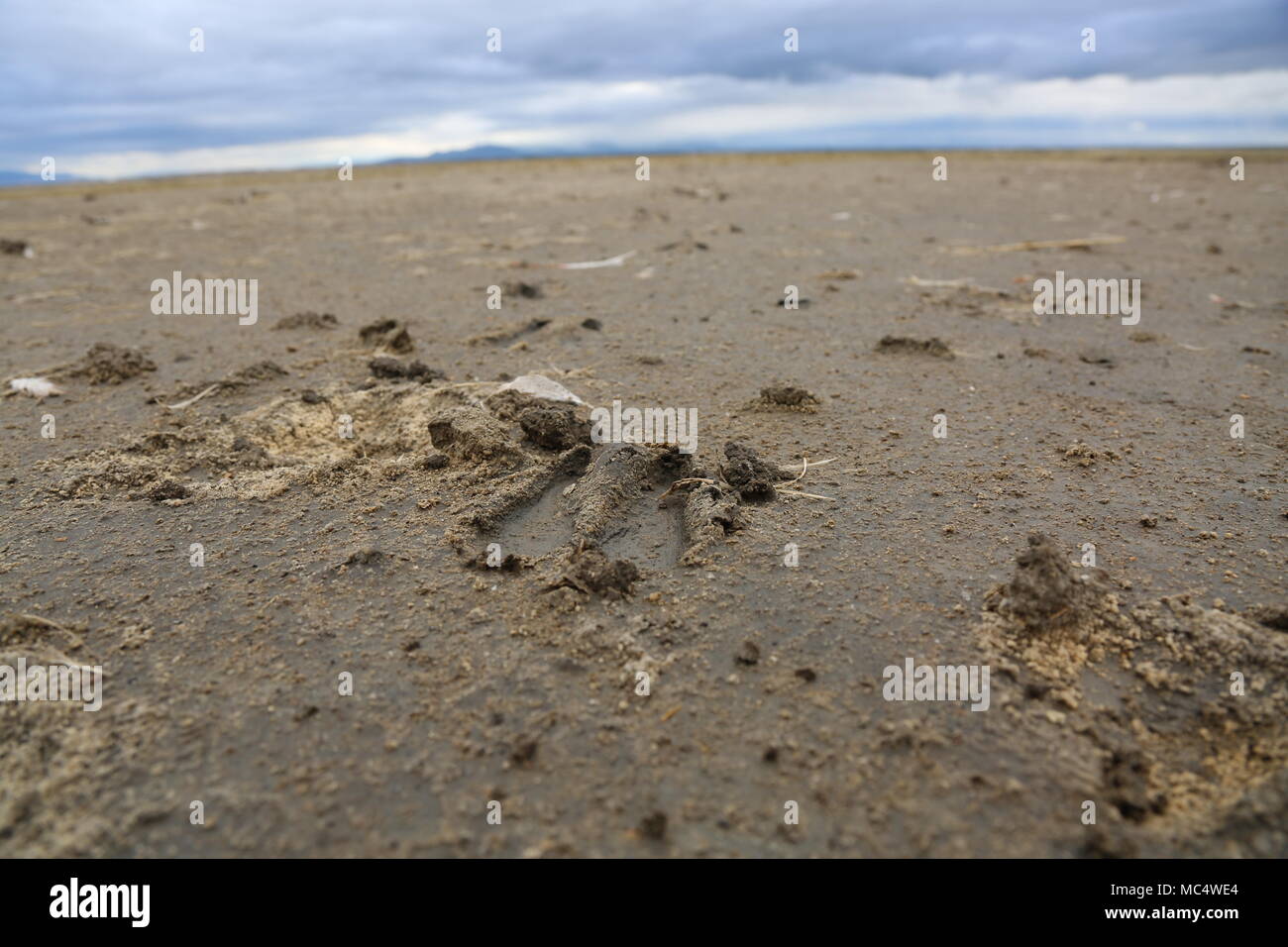 Animal Hoof Print Stock Photos & Animal Hoof Print Stock Images - Alamy