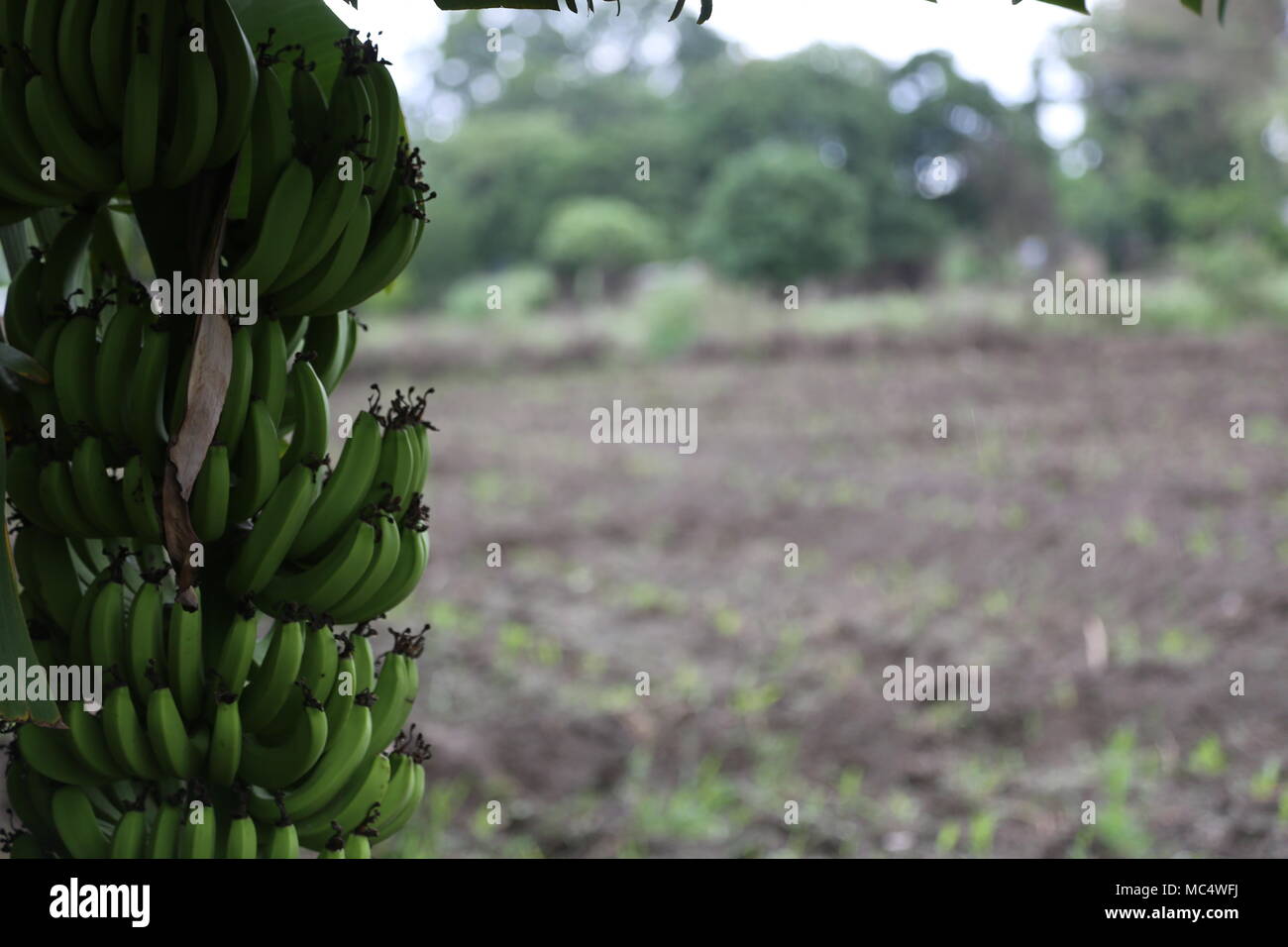 How to grow bananas hi-res stock photography and images - Alamy