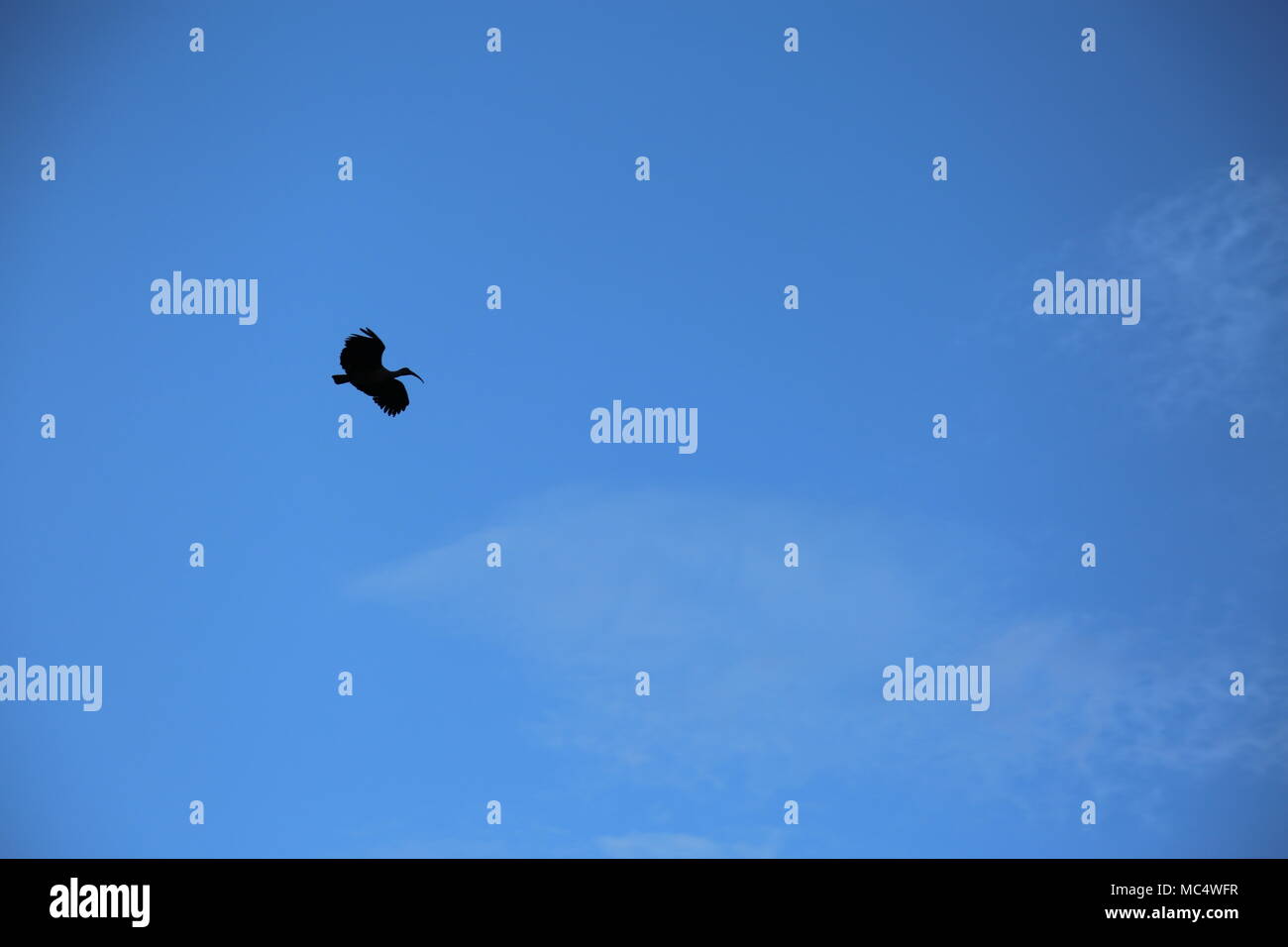 Hadada Ibis flying in the sky Stock Photo - Alamy
