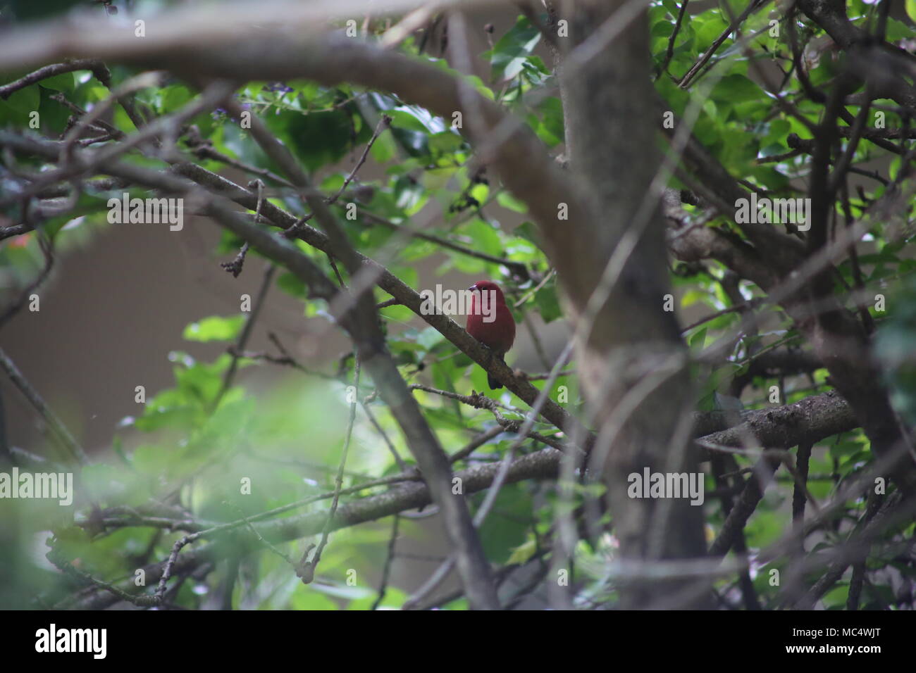 Red-billed Firefinch sitting in a tree Stock Photo - Alamy