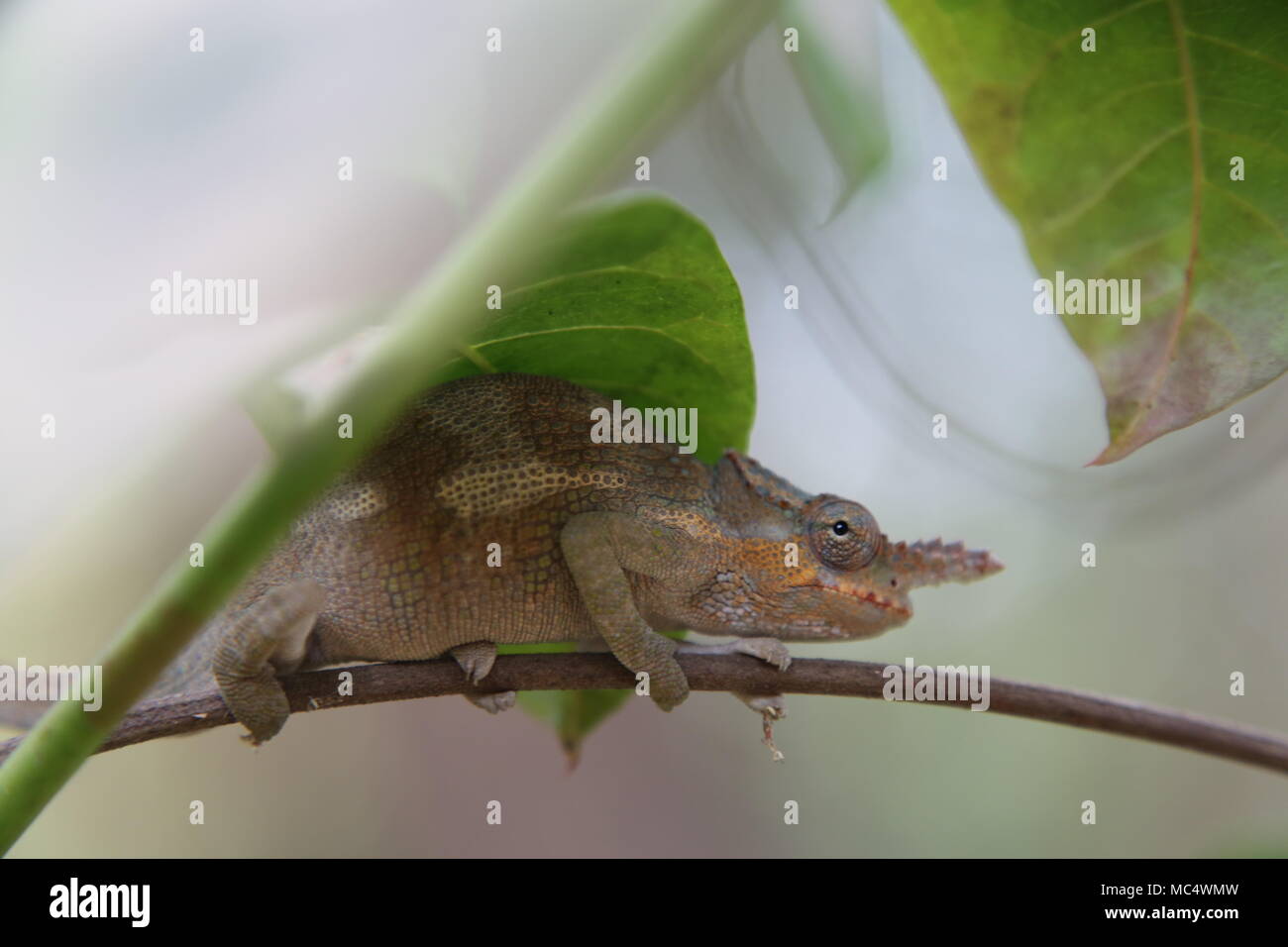 Hiding chameleon hi-res stock photography and images - Alamy