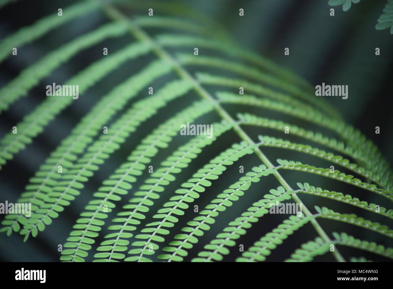 Leaves of a Flamboyant Plant Stock Photo - Alamy