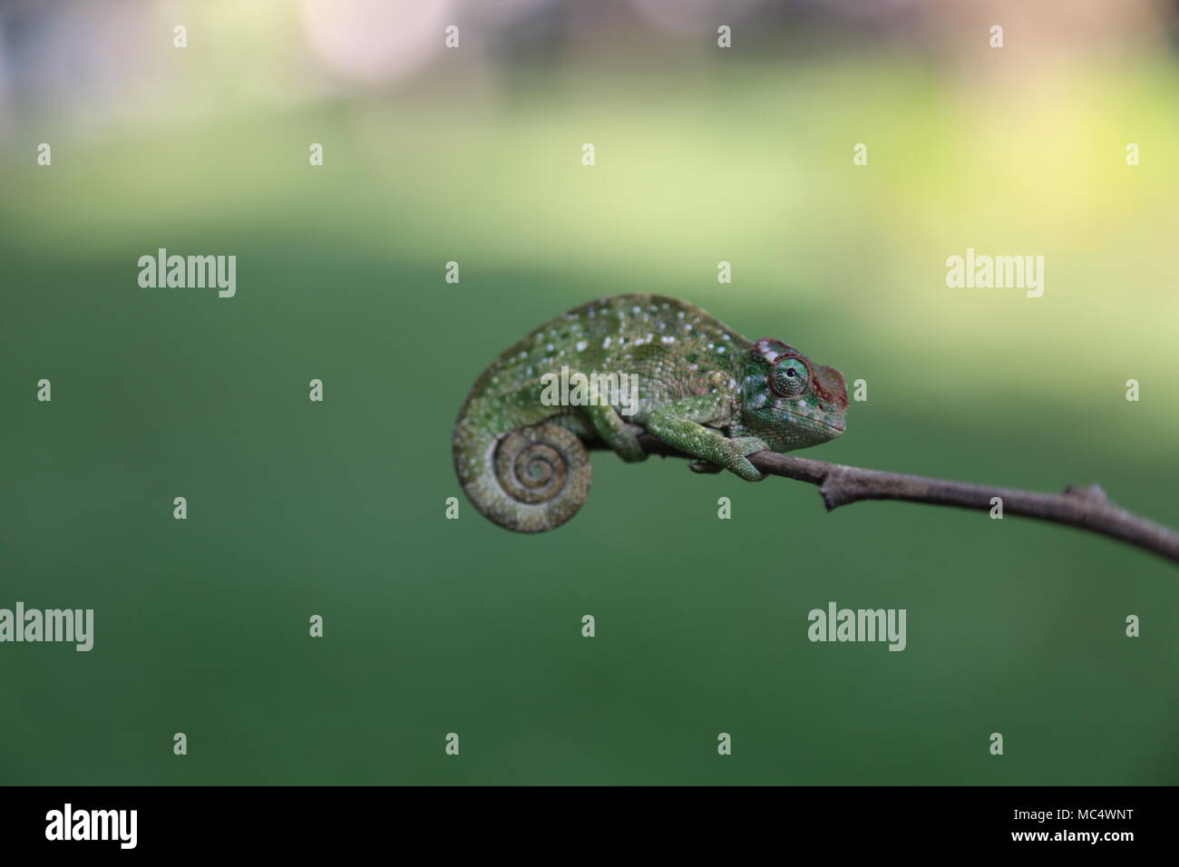 Green chameleon camouflage hi-res stock photography and images - Alamy