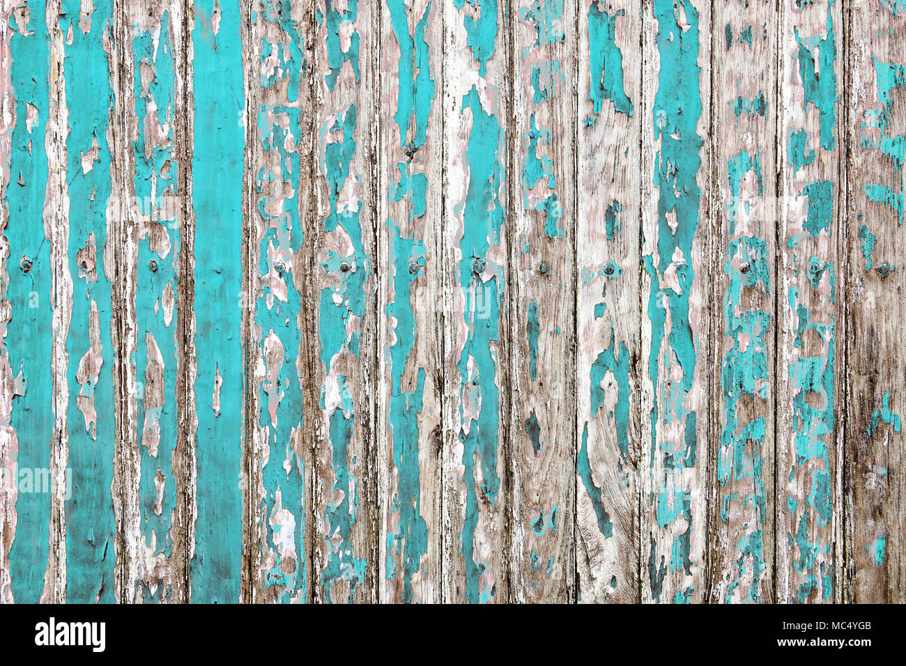 The old wooden wall painted with cyan color cracking, peeling and ...