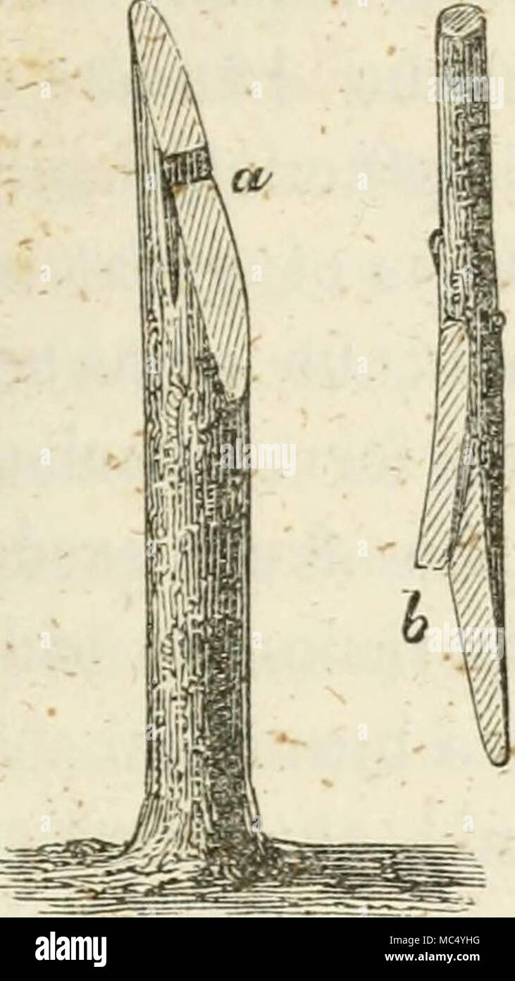 "The fruit, flower, and kitchen garden" (1851 Stock Photo - Alamy