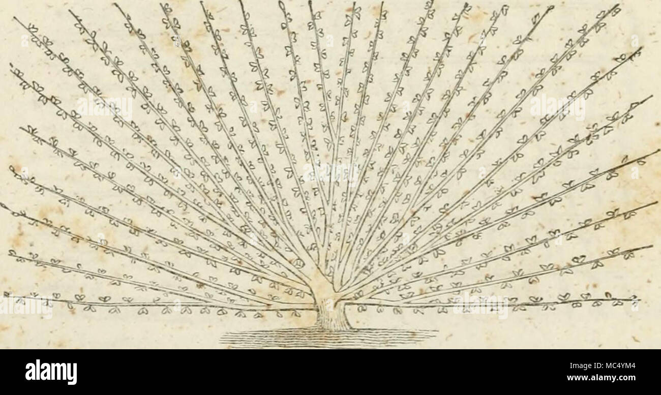 "The fruit, flower, and kitchen garden" (1851 Stock Photo - Alamy