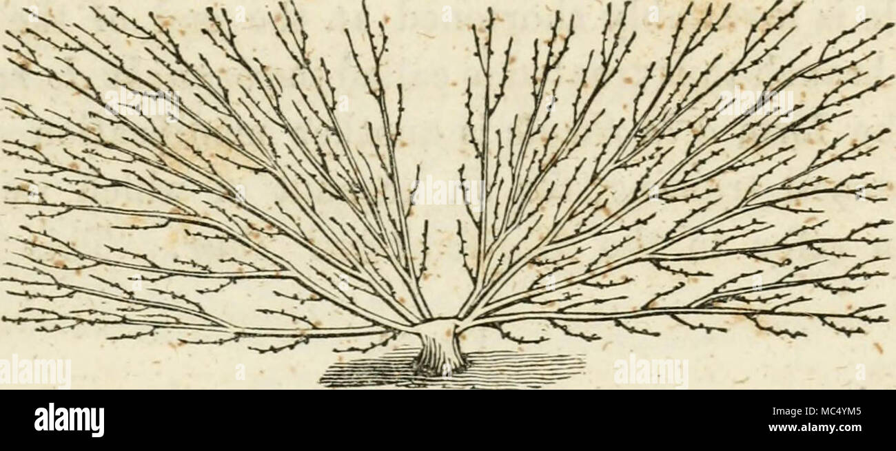 "The fruit, flower, and kitchen garden" (1851 Stock Photo - Alamy