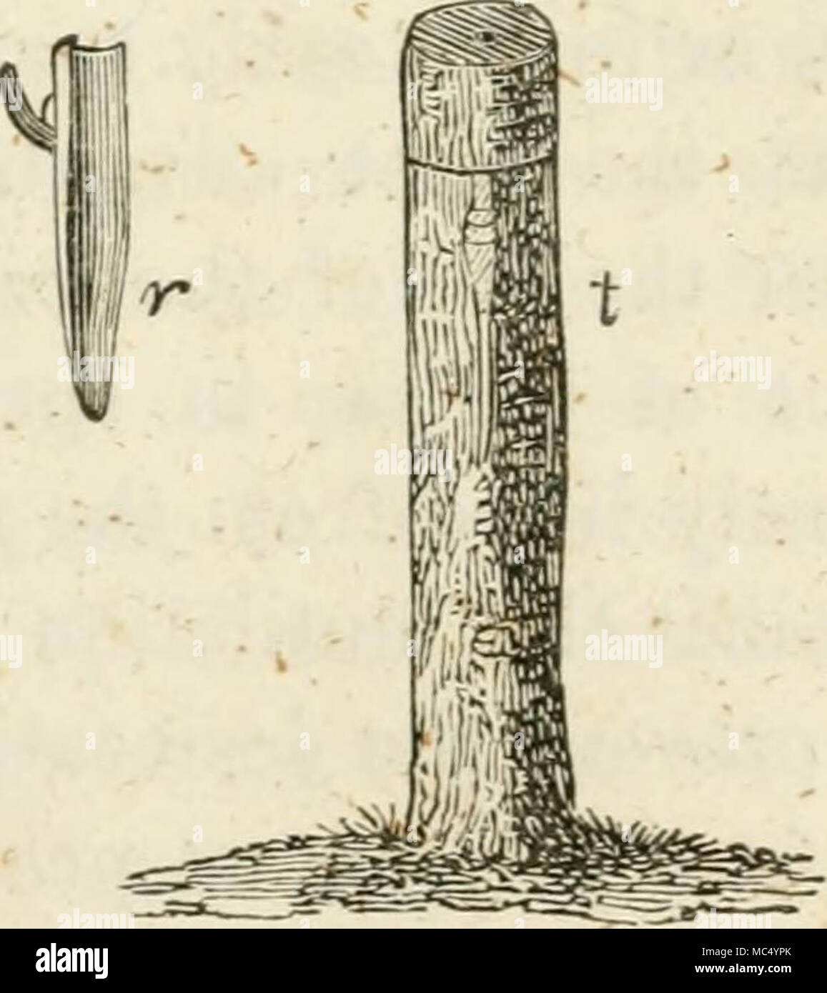 "The fruit, flower, and kitchen garden" (1851 Stock Photo - Alamy