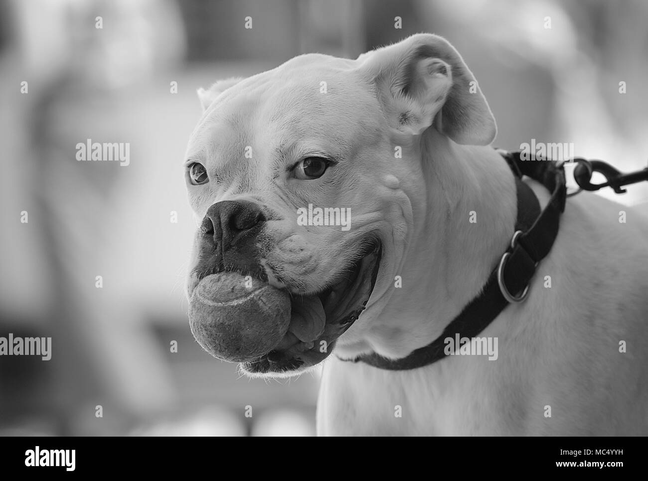 dog close up Stock Photo - Alamy